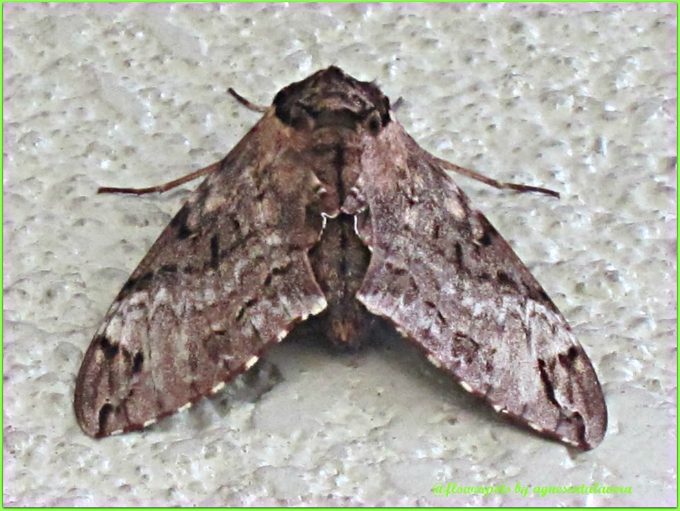 Gray Hawk Moth, Privet Hawk Moth | Project Noah