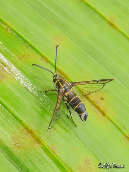 Yellow Jacket Wasp moth | Project Noah