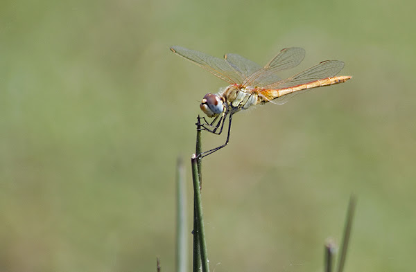 Red veined Darter | Project Noah