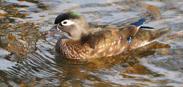 Wood Duck | Project Noah