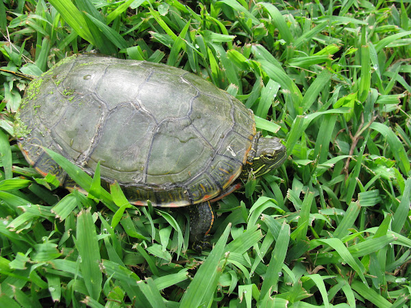 Painted Turtle | Project Noah
