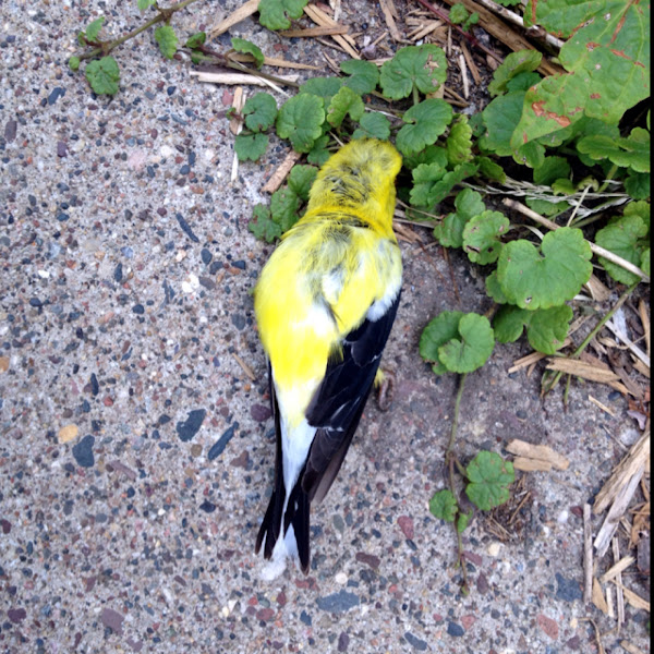 American goldfinch (male; dead) | Project Noah