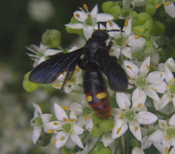 Blue-winged Wasp | Project Noah