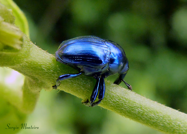 Metalic blue weevil | Project Noah