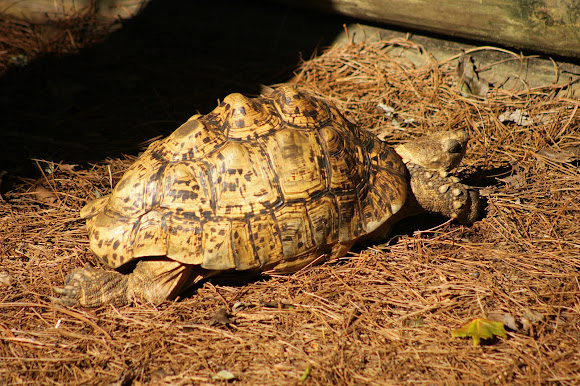 Leopard Tortoise | Project Noah