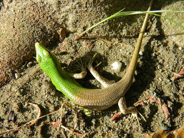 green tree skink | Project Noah