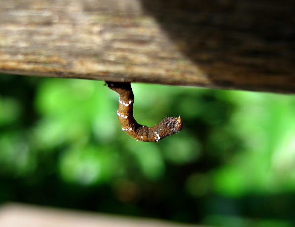 Brown Inchworm | Project Noah