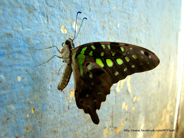 Tailed Jay | Project Noah