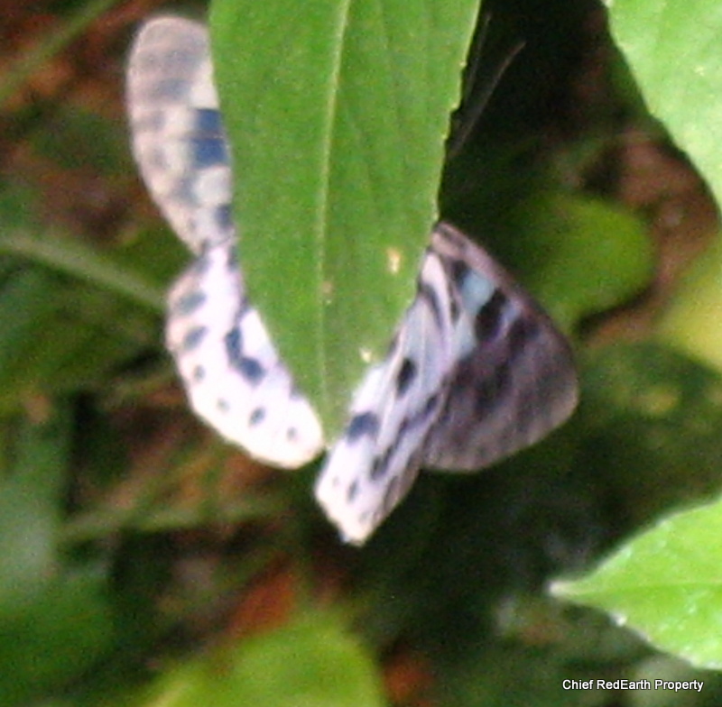 Blue day moth | Project Noah