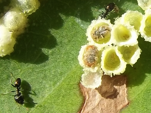 Scale insect (lerp#12) | Project Noah