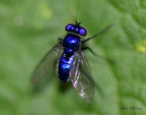 Blue Long-legged Fly | Project Noah