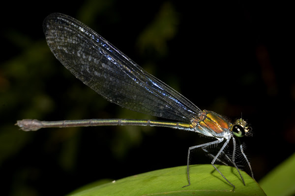 Damselfly | Project Noah