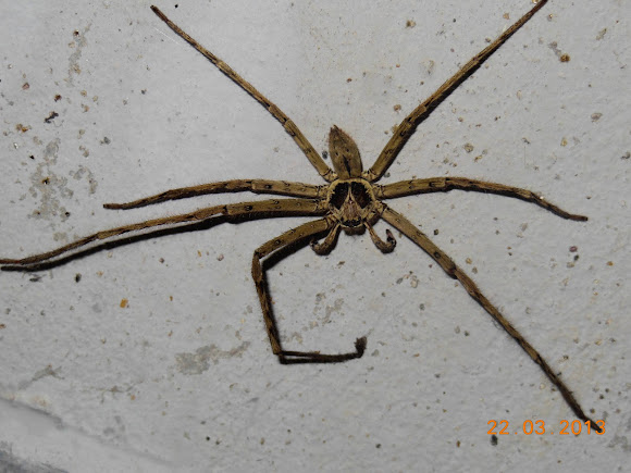 Brown huntsman spider | Project Noah
