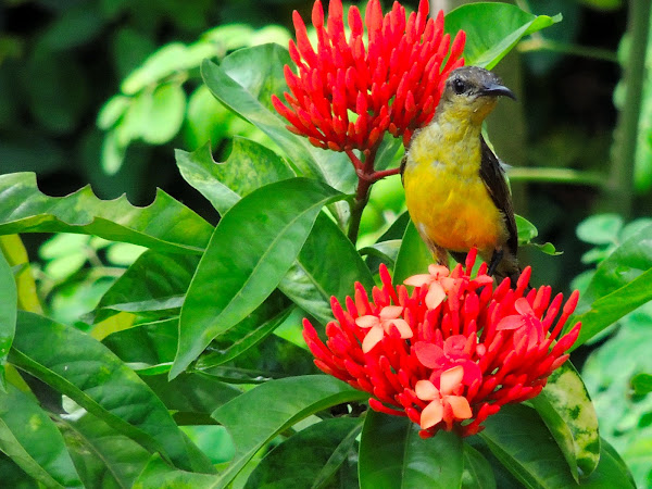 Sunbird | Project Noah