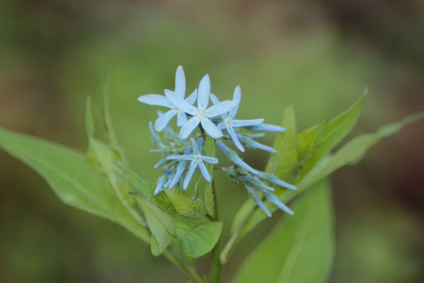 Eastern bluestar | Project Noah