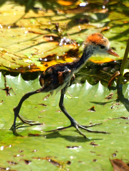 Comb-crested Jacana ( Chick ) | Project Noah