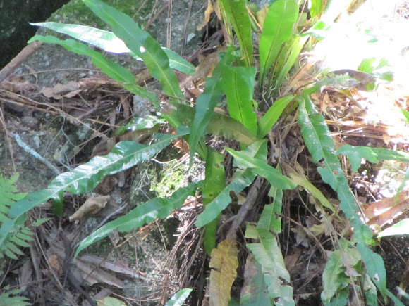 Long strap fern | Project Noah