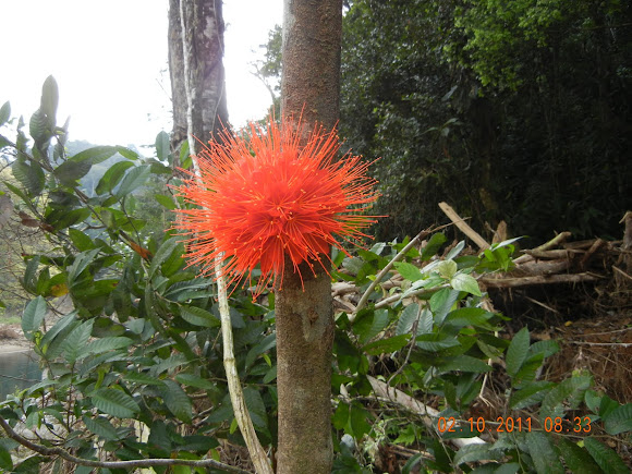panama flame tree | Project Noah