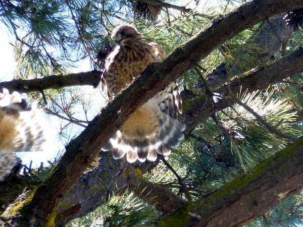 Red Shouldered Hawk (Fledgling) | Project Noah