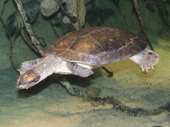 Giant Amazon River Turtle | Project Noah