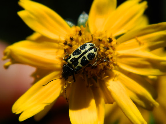 Spotted Maize Beetle | Project Noah
