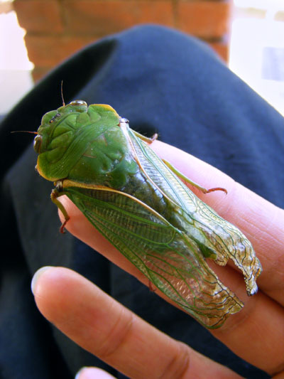 green grocer cicada | Project Noah