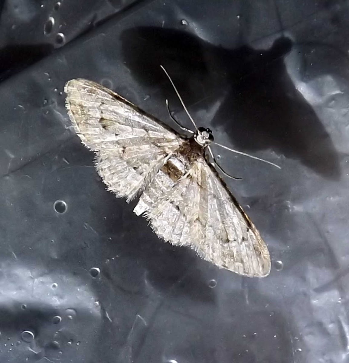 Many Plumed Moth | Project Noah