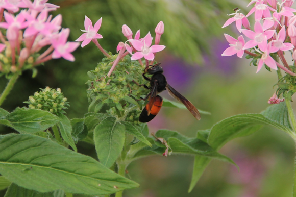 Lesser Banded Hornet | Project Noah