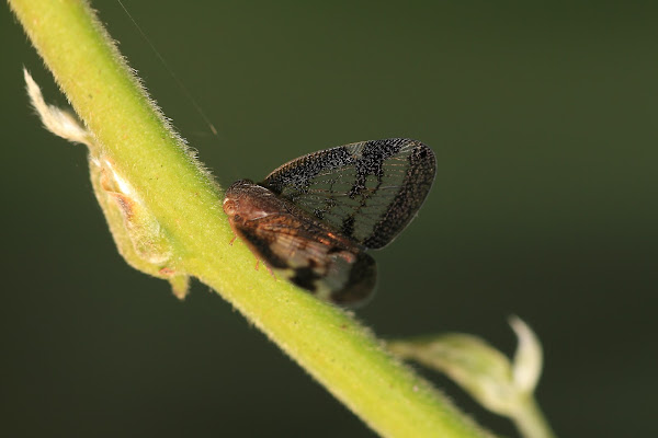 Passion-vine hopper - Scolypopa australis | Project Noah