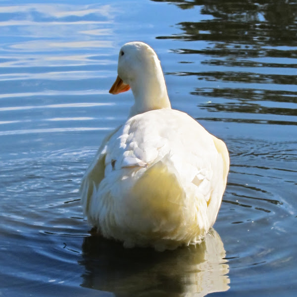 Pekin Duck (male) | Project Noah