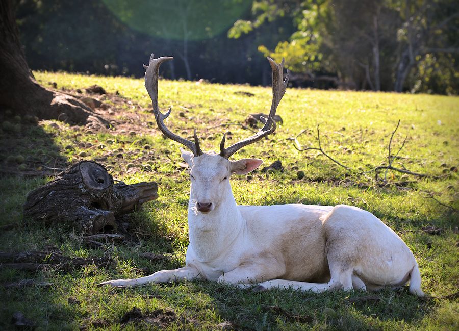 White Deer | Project Noah
