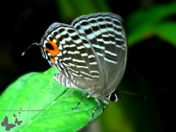 Metallic Caerulean | Project Noah