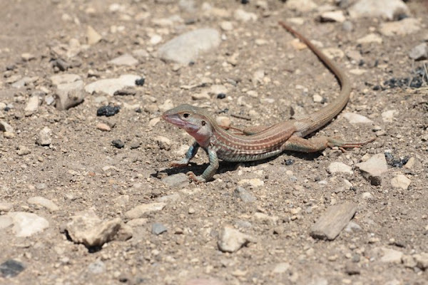 Common Spotted Whiptail | Project Noah
