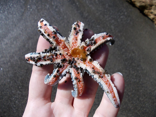 Tangaroa wae whitu (NZ Seven-armed starfish) | Project Noah