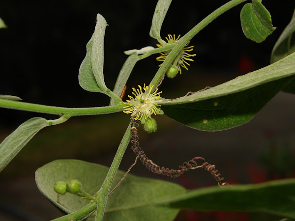 Multi-flowered Passionflower | Project Noah