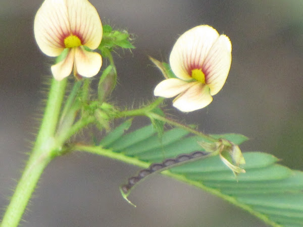 Shyleaf/American joint vetch | Project Noah