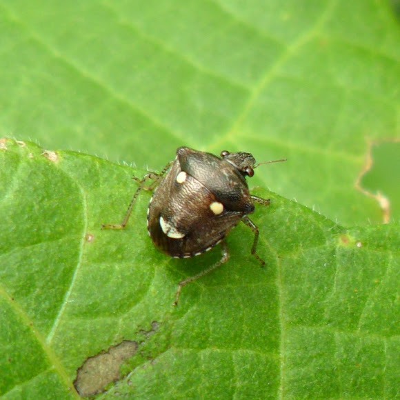 Two-spotted Sesame Bug | Project Noah