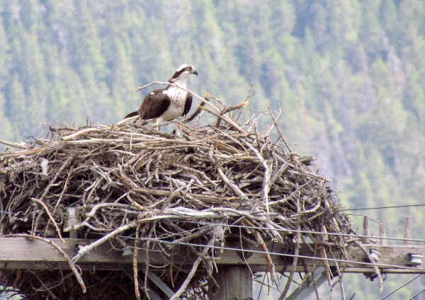 Osprey | Project Noah