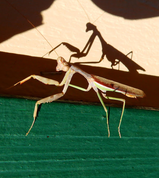 Bordered Praying Mantis, male | Project Noah