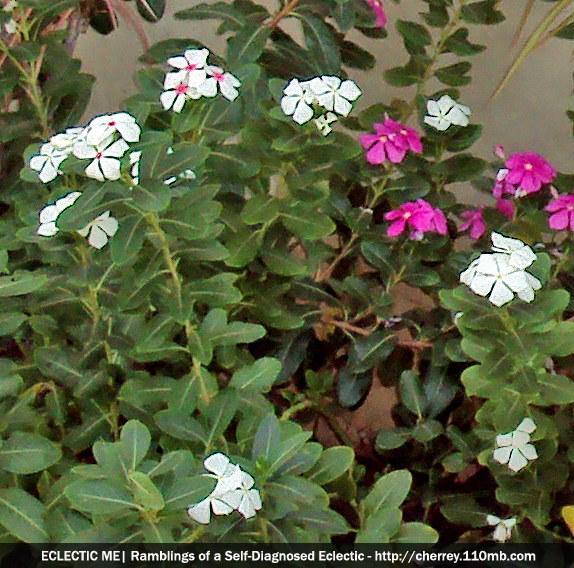 Vinca | Project Noah