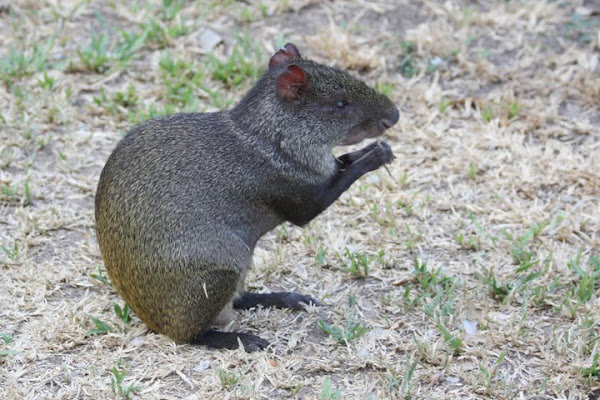 Black Agouti | Project Noah