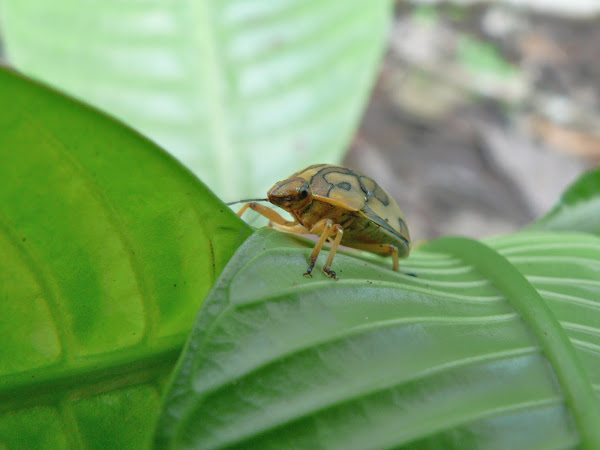 Shield back bug | Project Noah