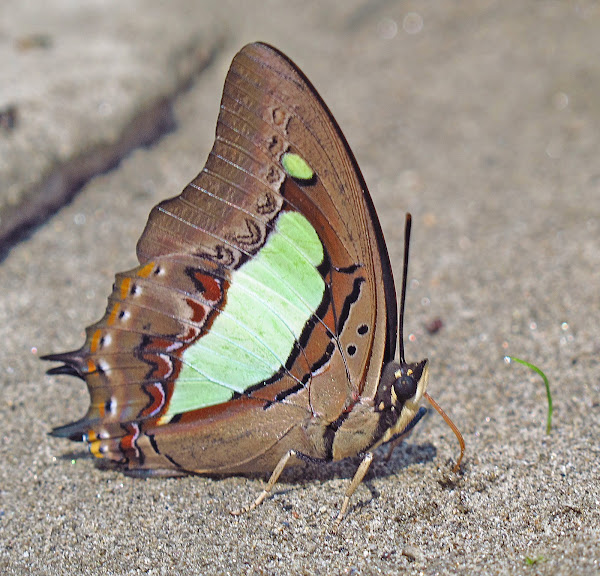 Common Nawab | Project Noah