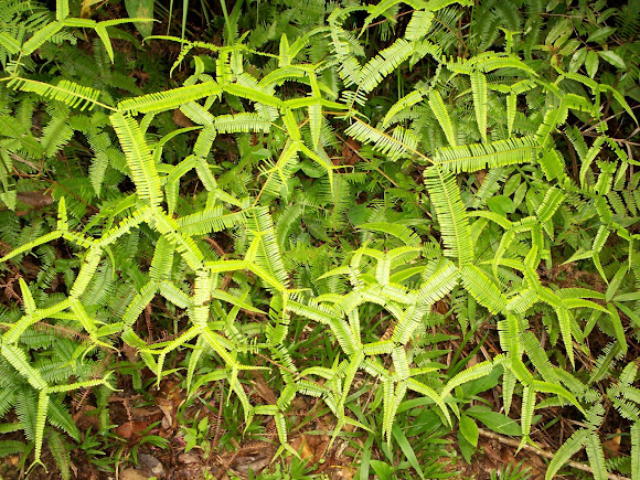 Forked Fern | Project Noah