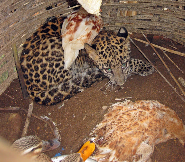 Leopard | Project Noah