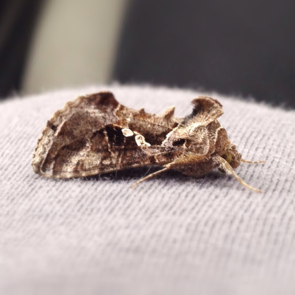 Soybean Looper | Project Noah