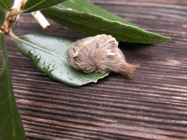 Flannel Moth larva | Project Noah