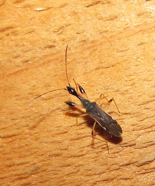 Long-necked Seed Bug | Project Noah