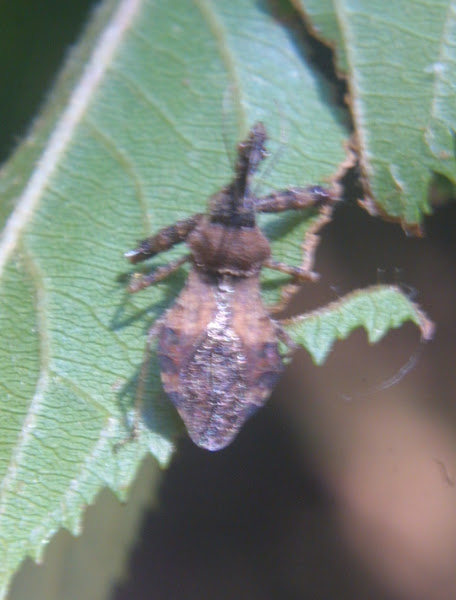 Spiny Assassin Bug | Project Noah