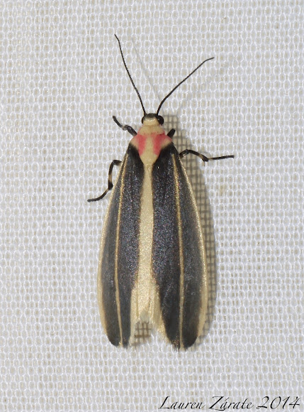 Firefly Imitating Moth | Project Noah